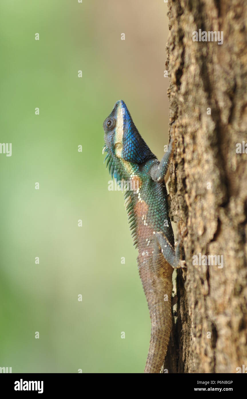 A male angle head lizard, Gonocephalus grandis, on a tree Stock Photo ...