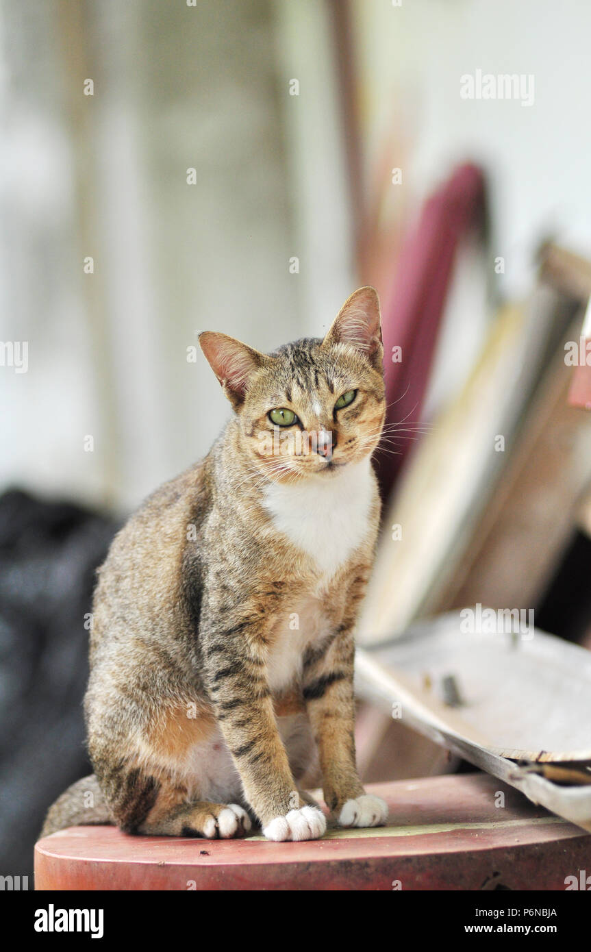 beautiful European cat Stock Photo - Alamy