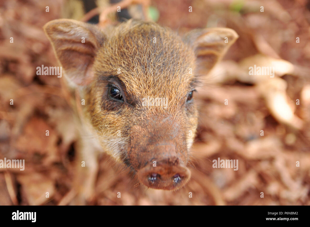a cute pigs on a pigfarm , Thailand Stock Photo - Alamy