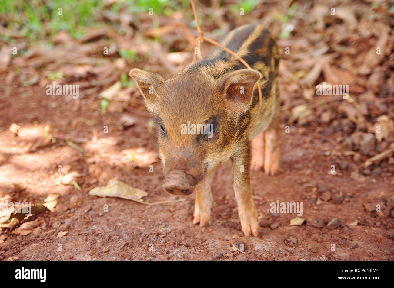 a cute pigs on a pigfarm , Thailand Stock Photo - Alamy