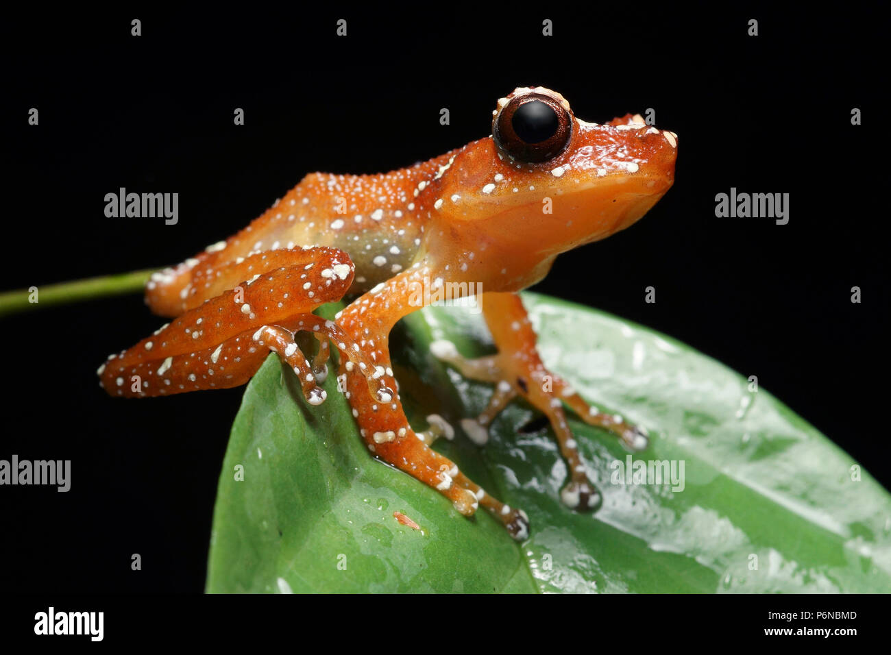 Cinnamon frog Nyctixalus pictus Stock Photo - Alamy