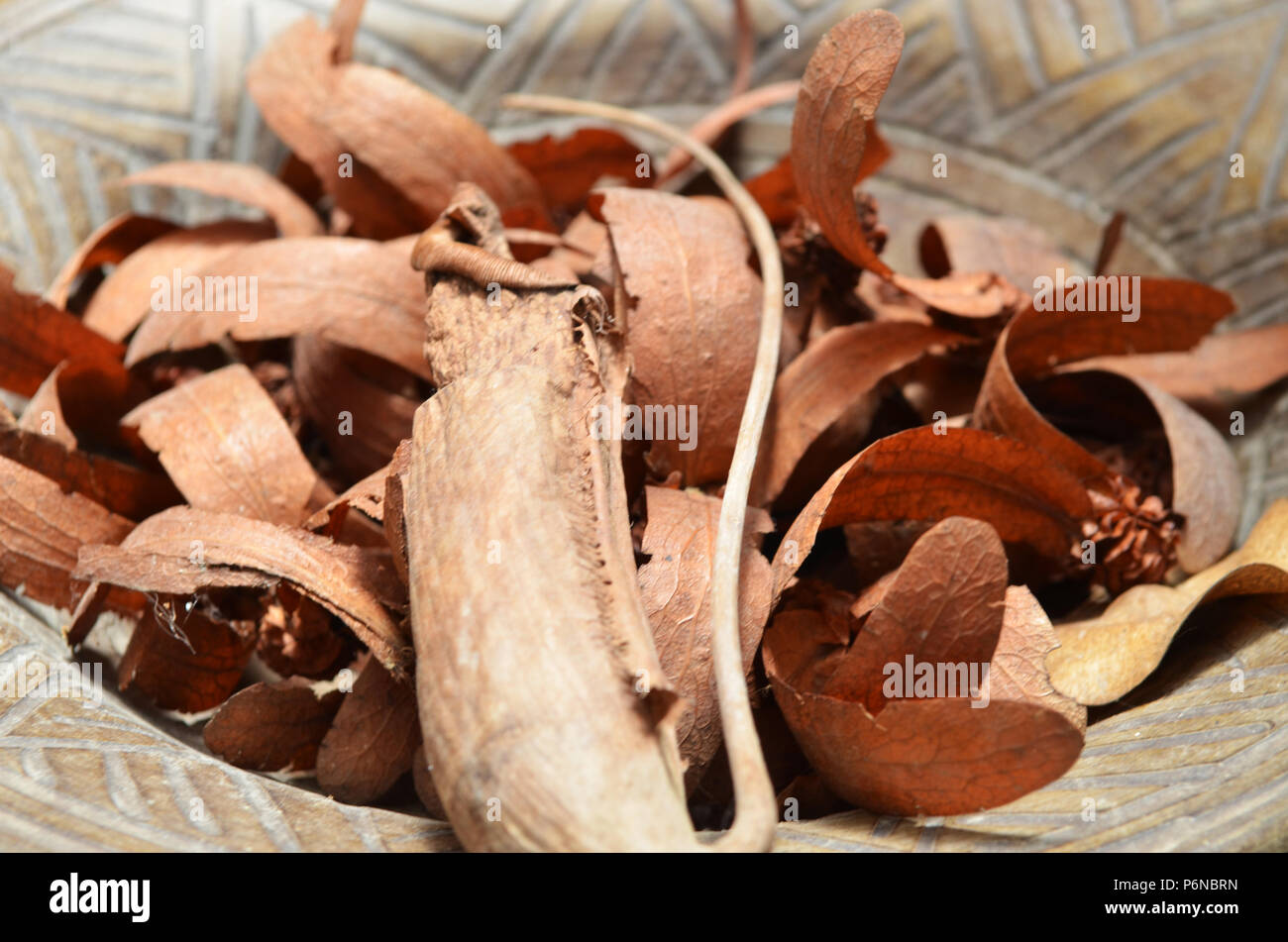 Tree seed in a seed bank Stock Photo - Alamy