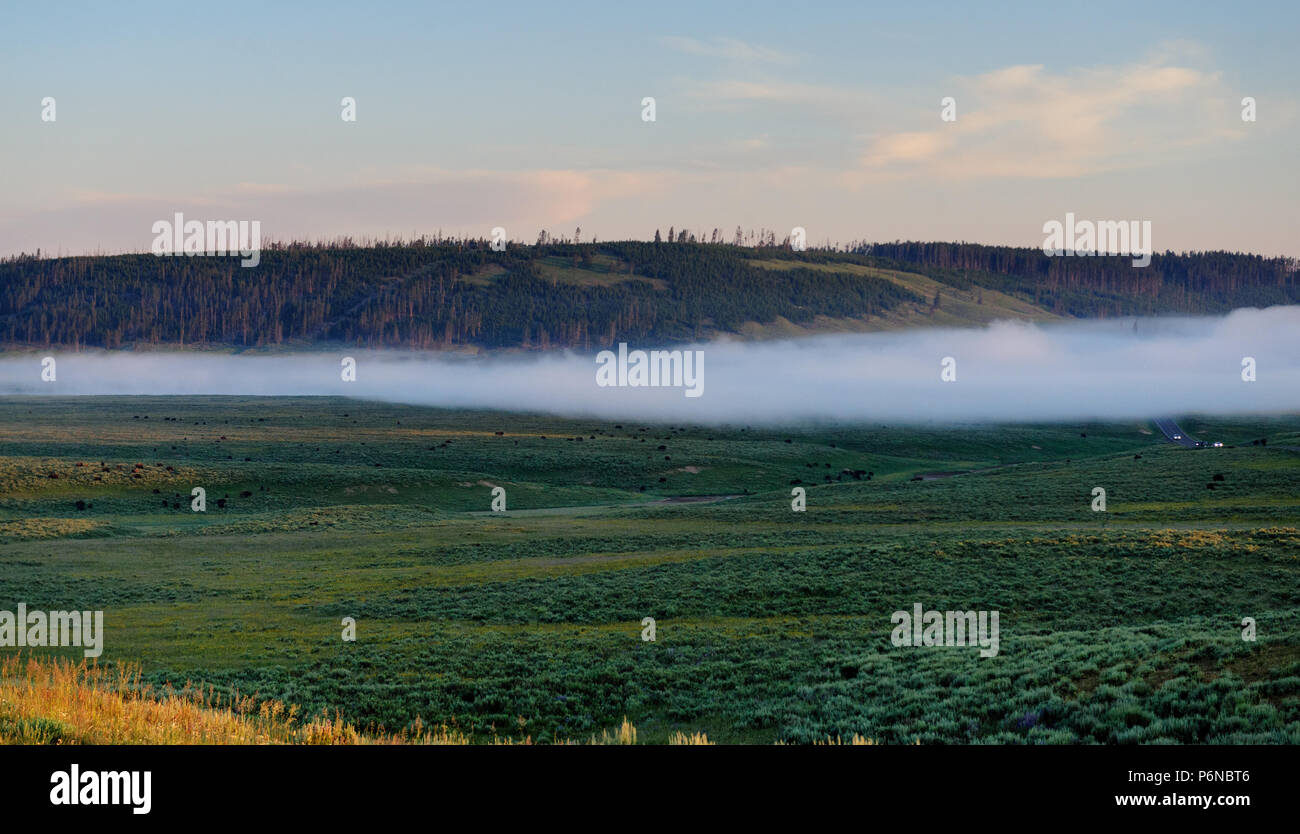 Mist over Hayden Valley Stock Photo - Alamy