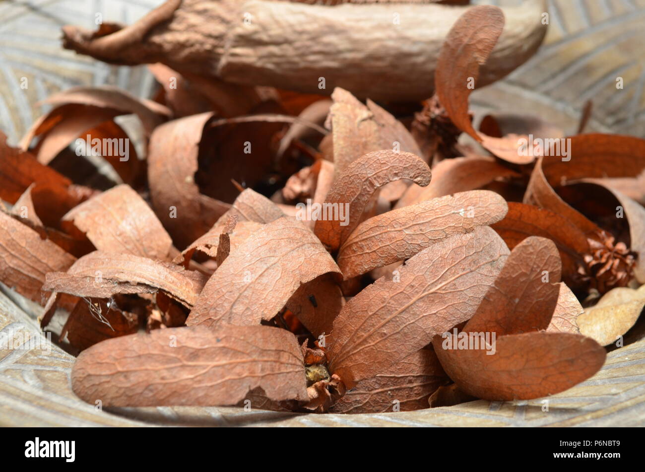 Big leaf maple seed hi-res stock photography and images - Alamy