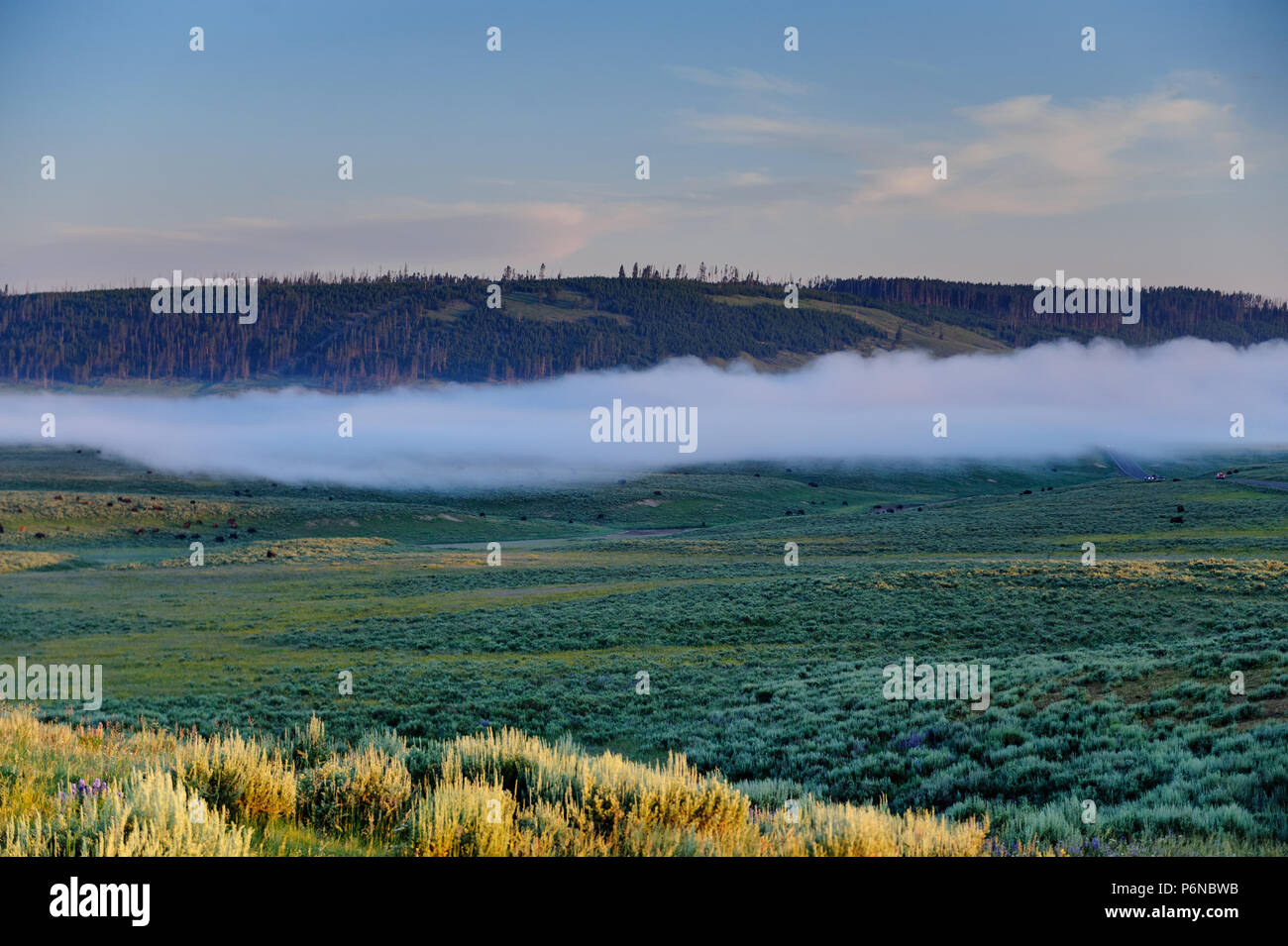 Mist over Hayden Valley Stock Photo - Alamy