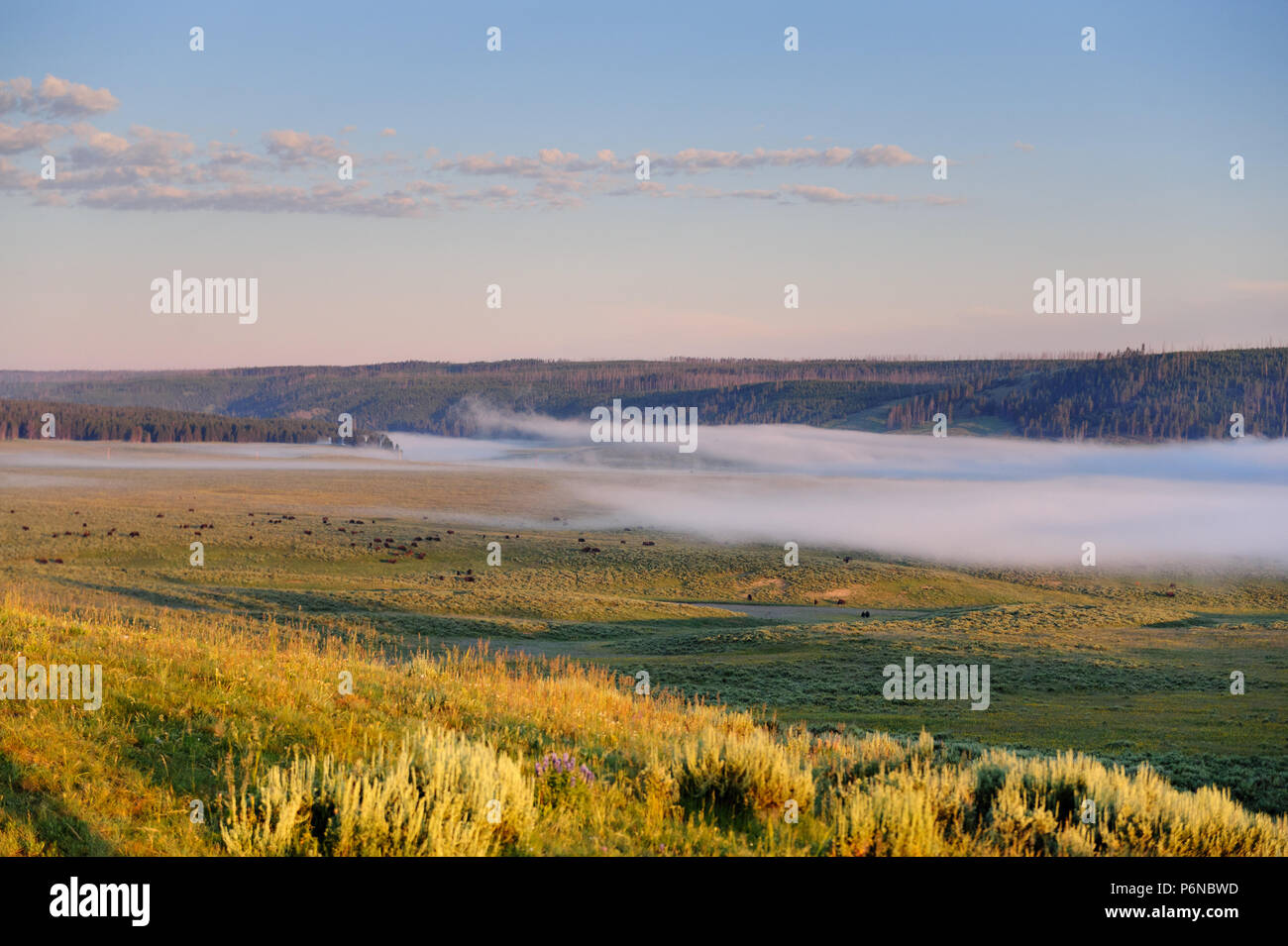 Mist over Hayden Valley Stock Photo - Alamy