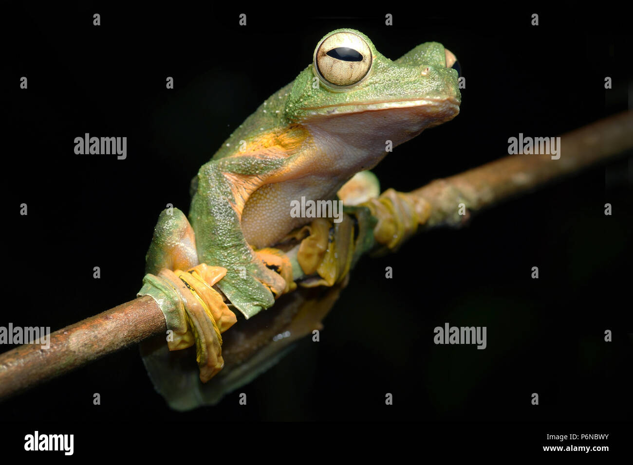 Wallaces Flying Frog Rhacophorus Nigropalmatus High Resolution Stock ...