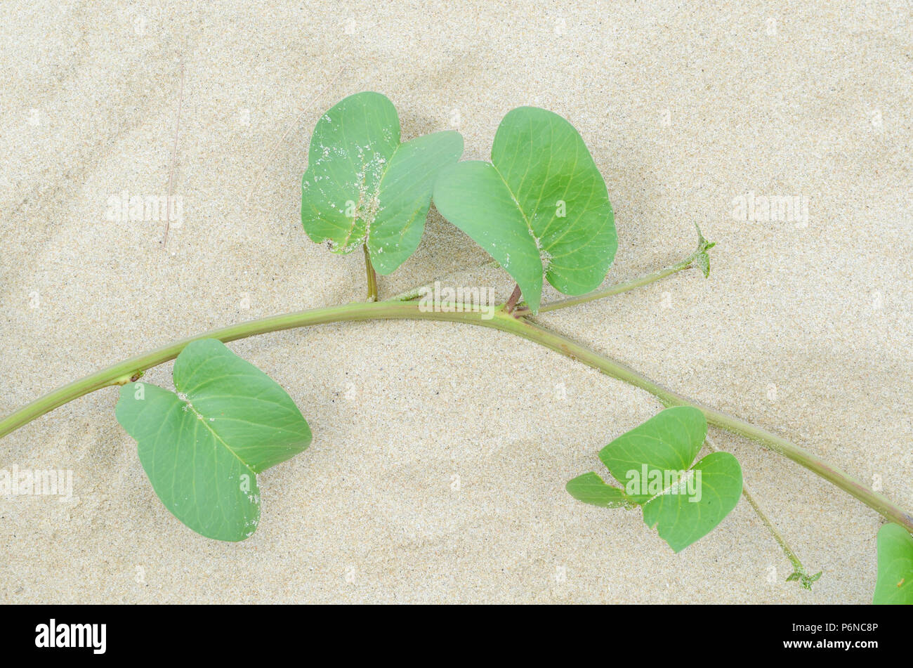plant and leaf on the sand Stock Photo - Alamy