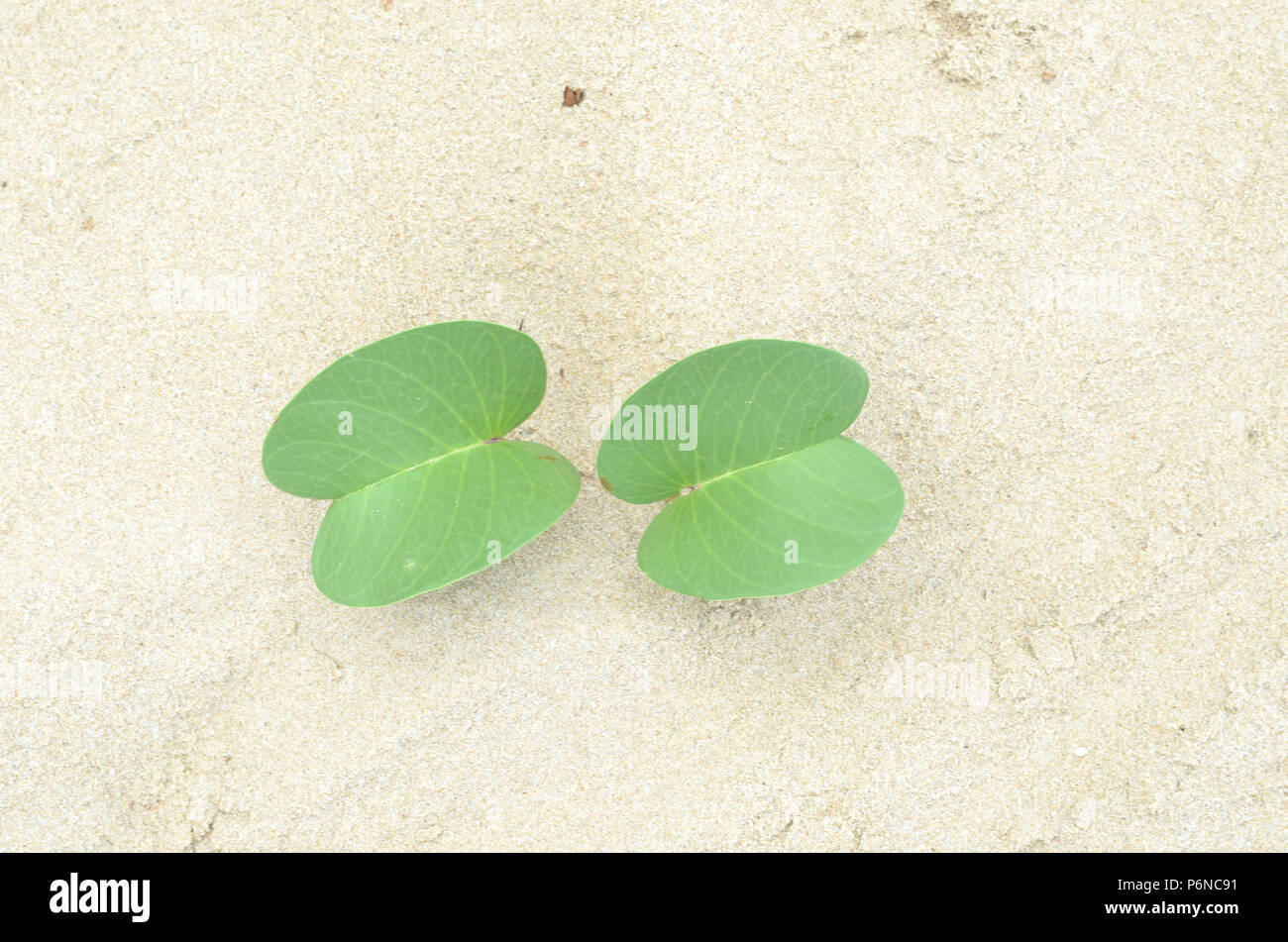 plant and leaf on the sand Stock Photo - Alamy