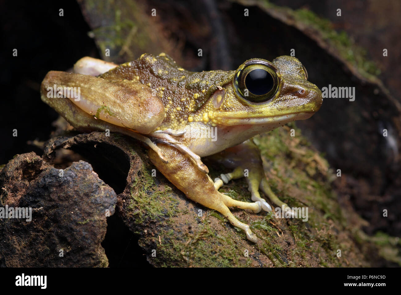 Montane torrent frog meristogenys kinabaluensis hi-res stock ...