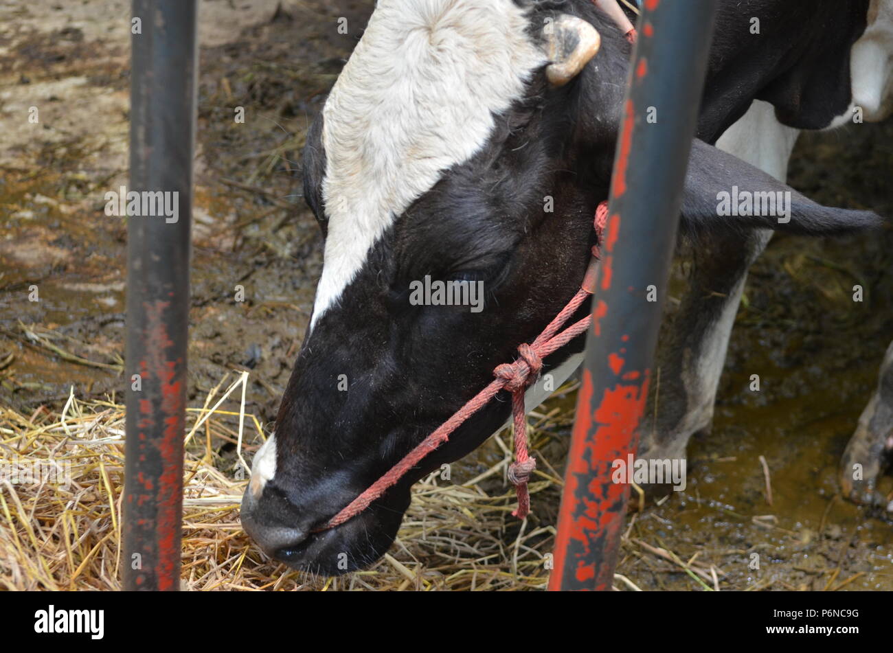 Dairy cattle eating silage Stock Photo - Alamy