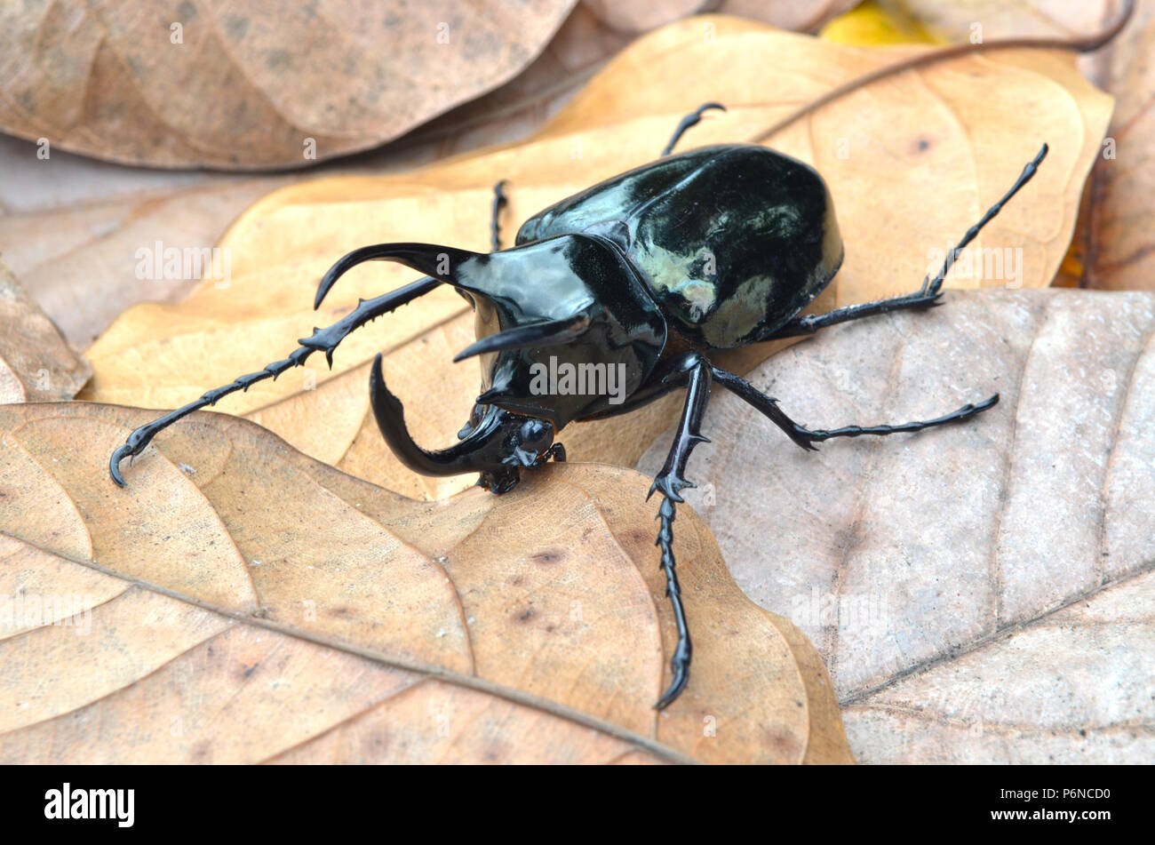 Cane beetle hi-res stock photography and images - Alamy