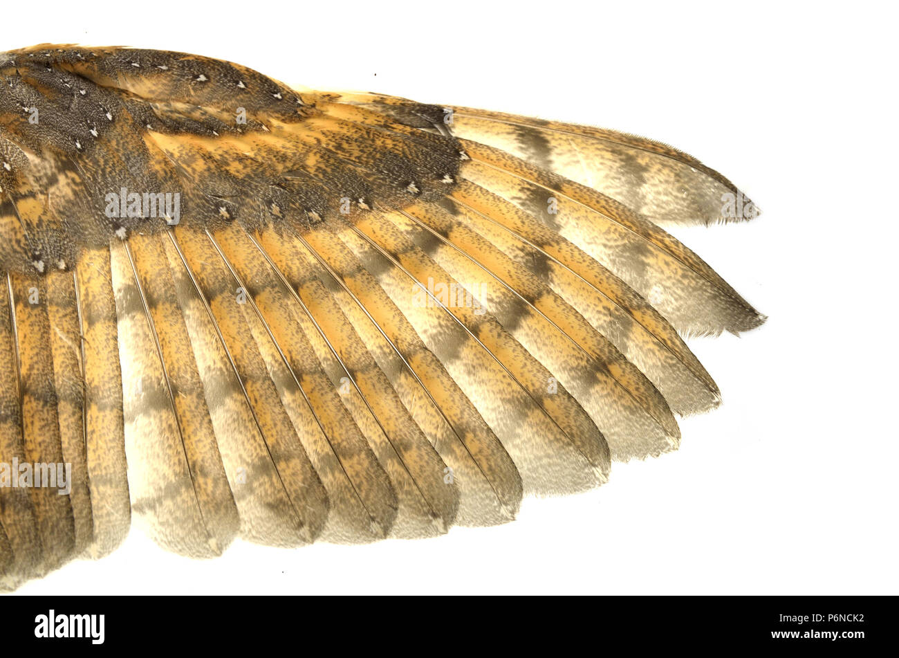 bird wing feather texture background Stock Photo - Alamy