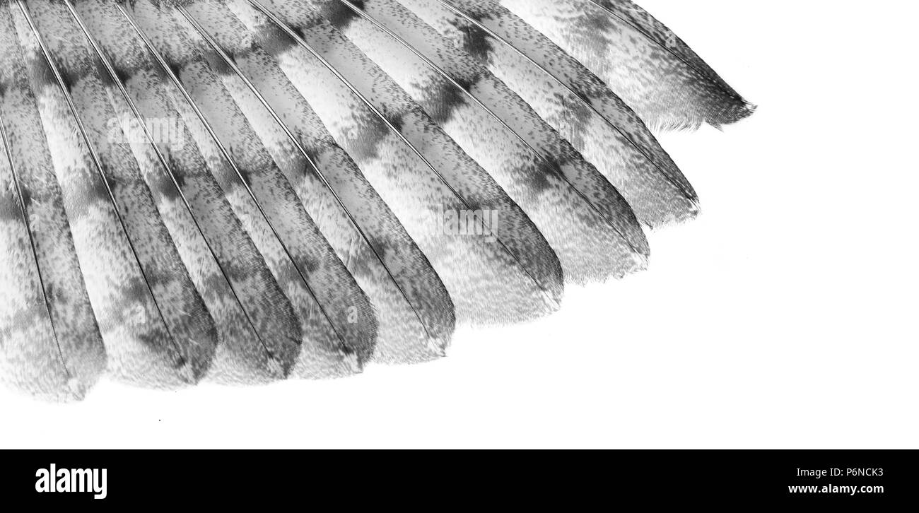 bird wing feather texture background Stock Photo - Alamy
