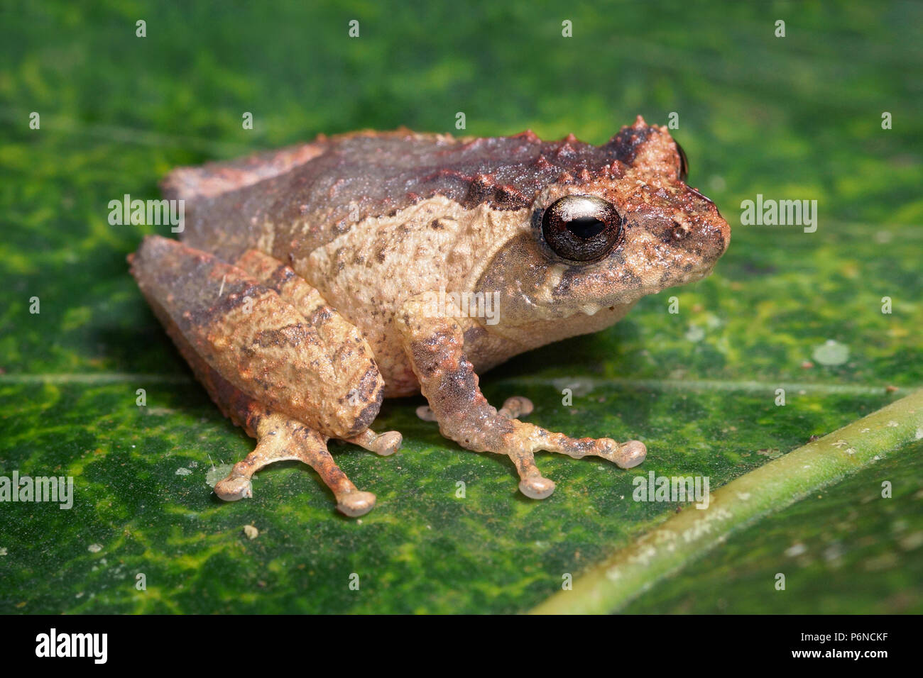 Bush frog Philautus sp Stock Photo - Alamy