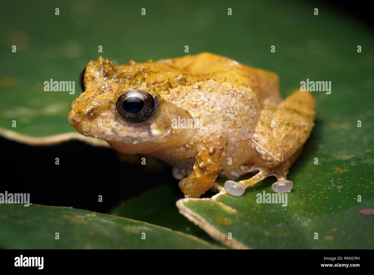 Bush frog Philautus sp Stock Photo - Alamy