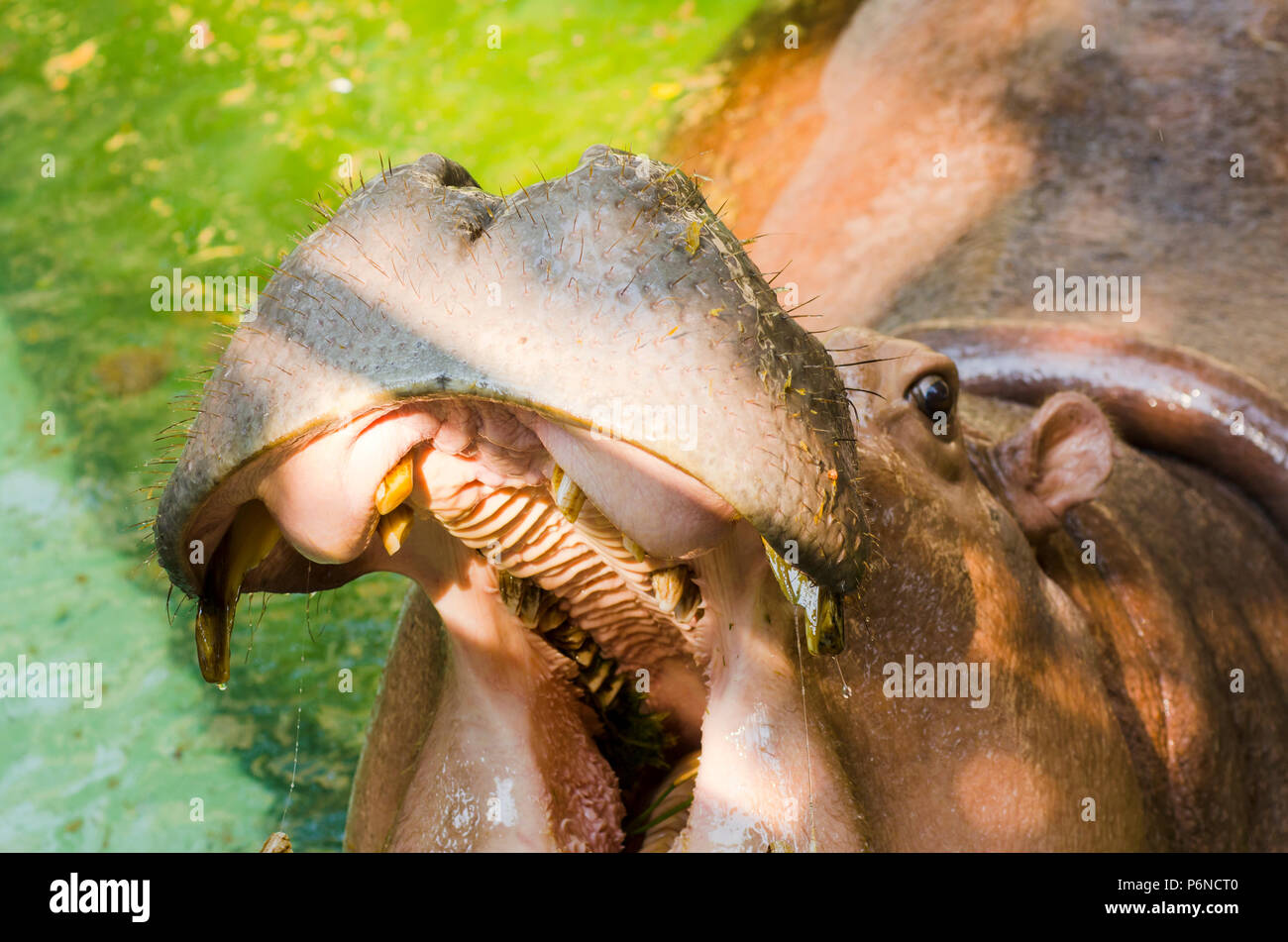 Hippopotamus open mouth Stock Photo - Alamy