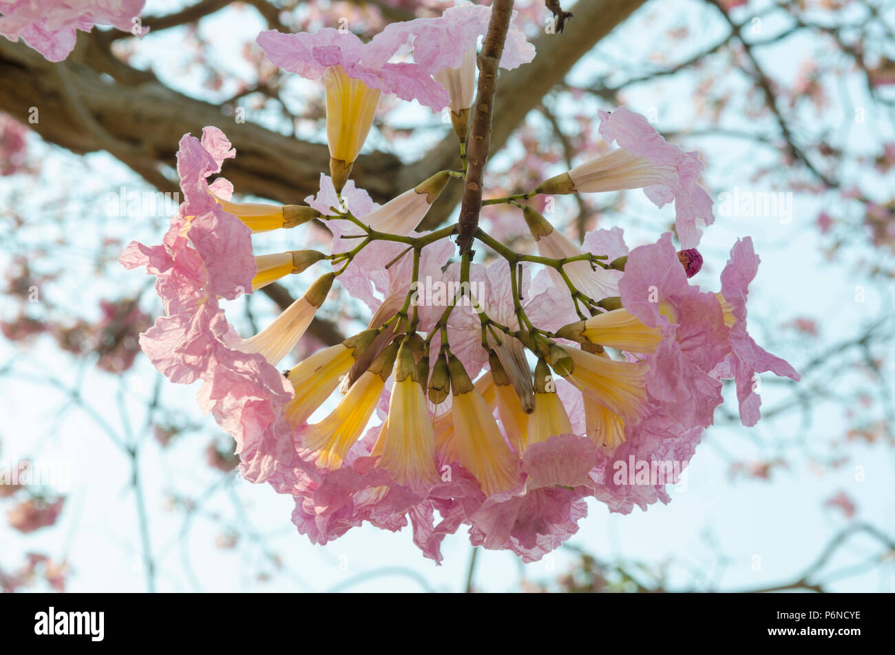 Abstract background of flowers. Close-up Stock Photo - Alamy