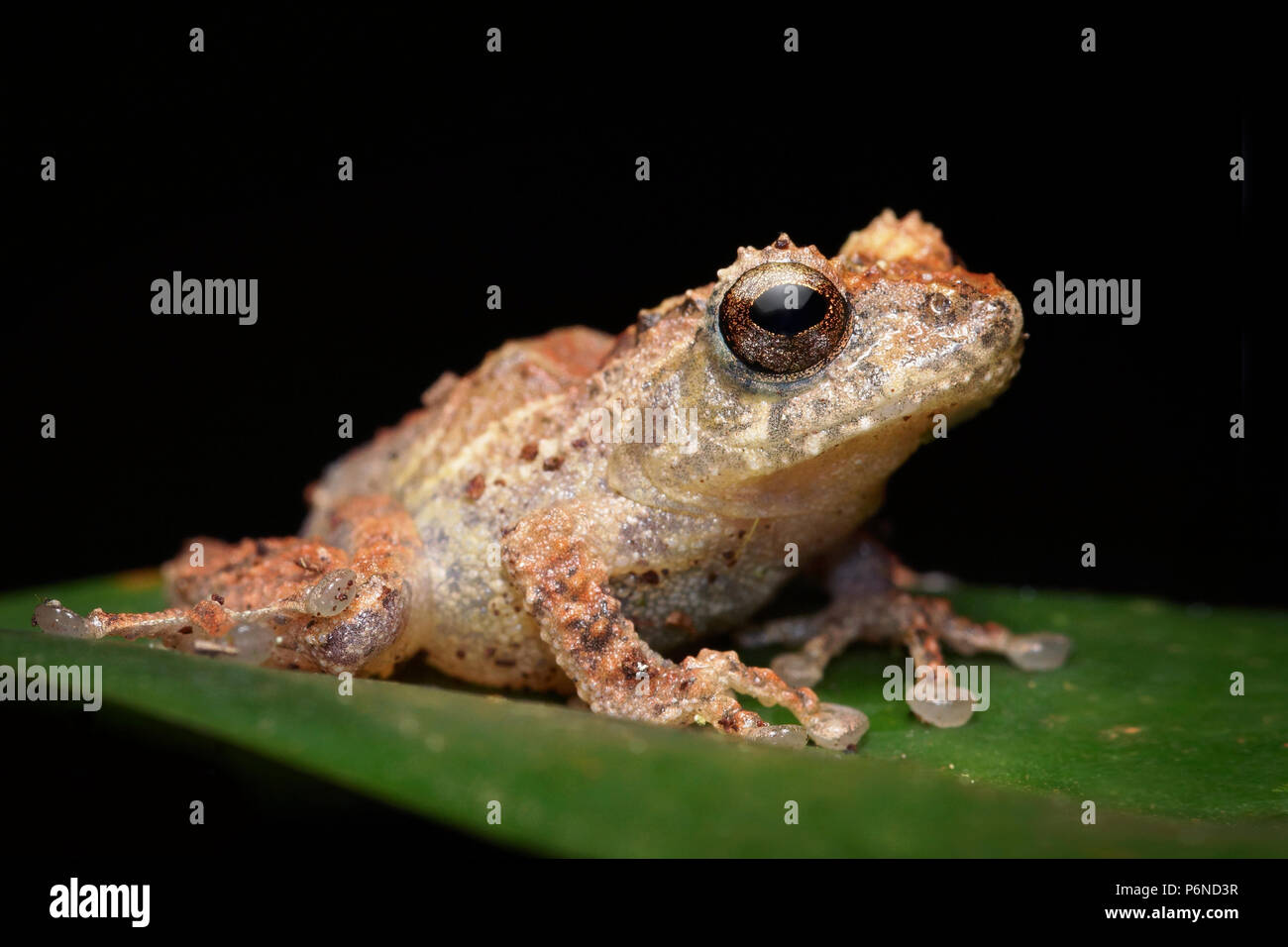 Bush frog hi-res stock photography and images - Alamy