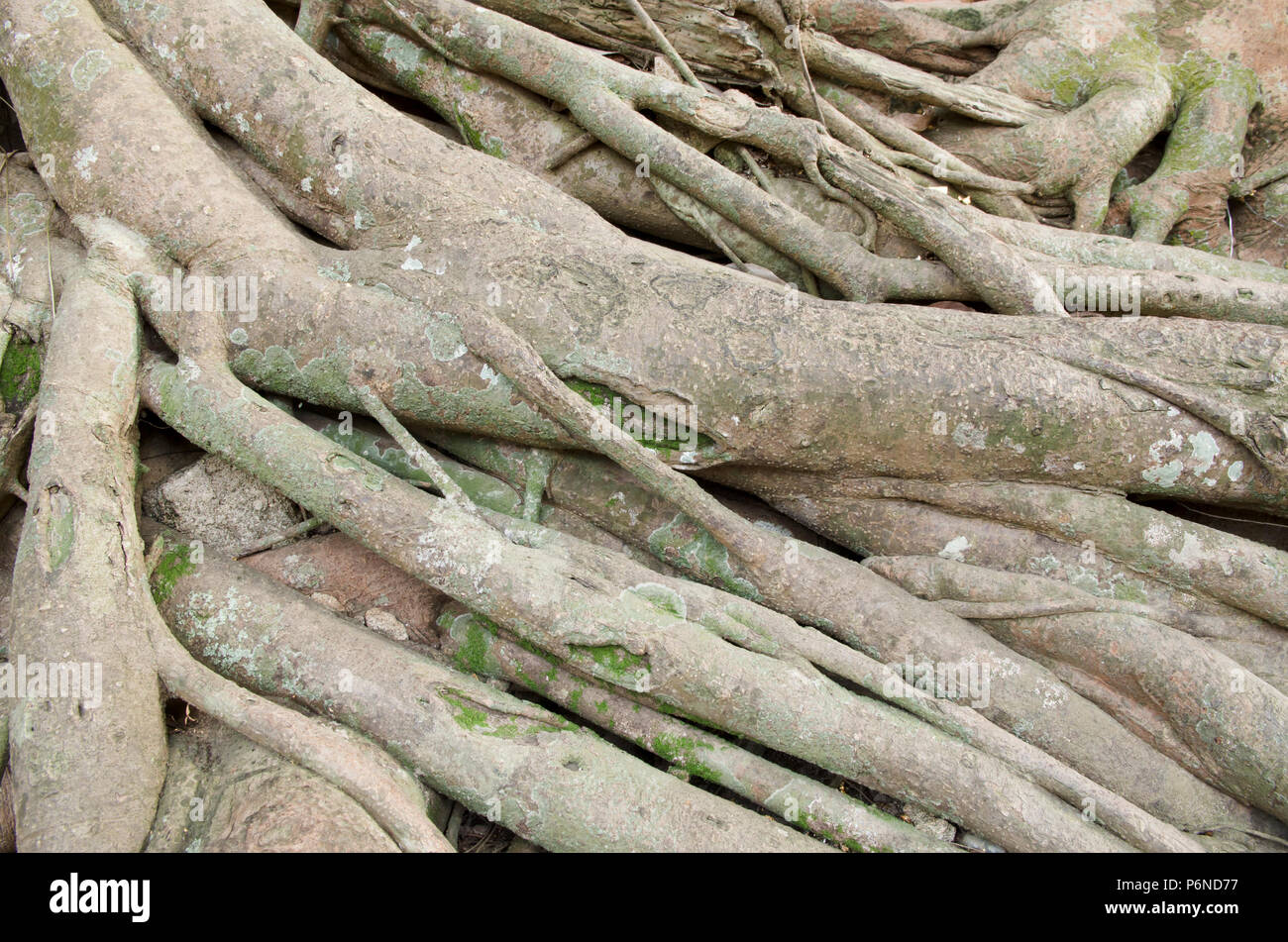 Whole Tree And Roots High Resolution Stock Photography and Images - Alamy