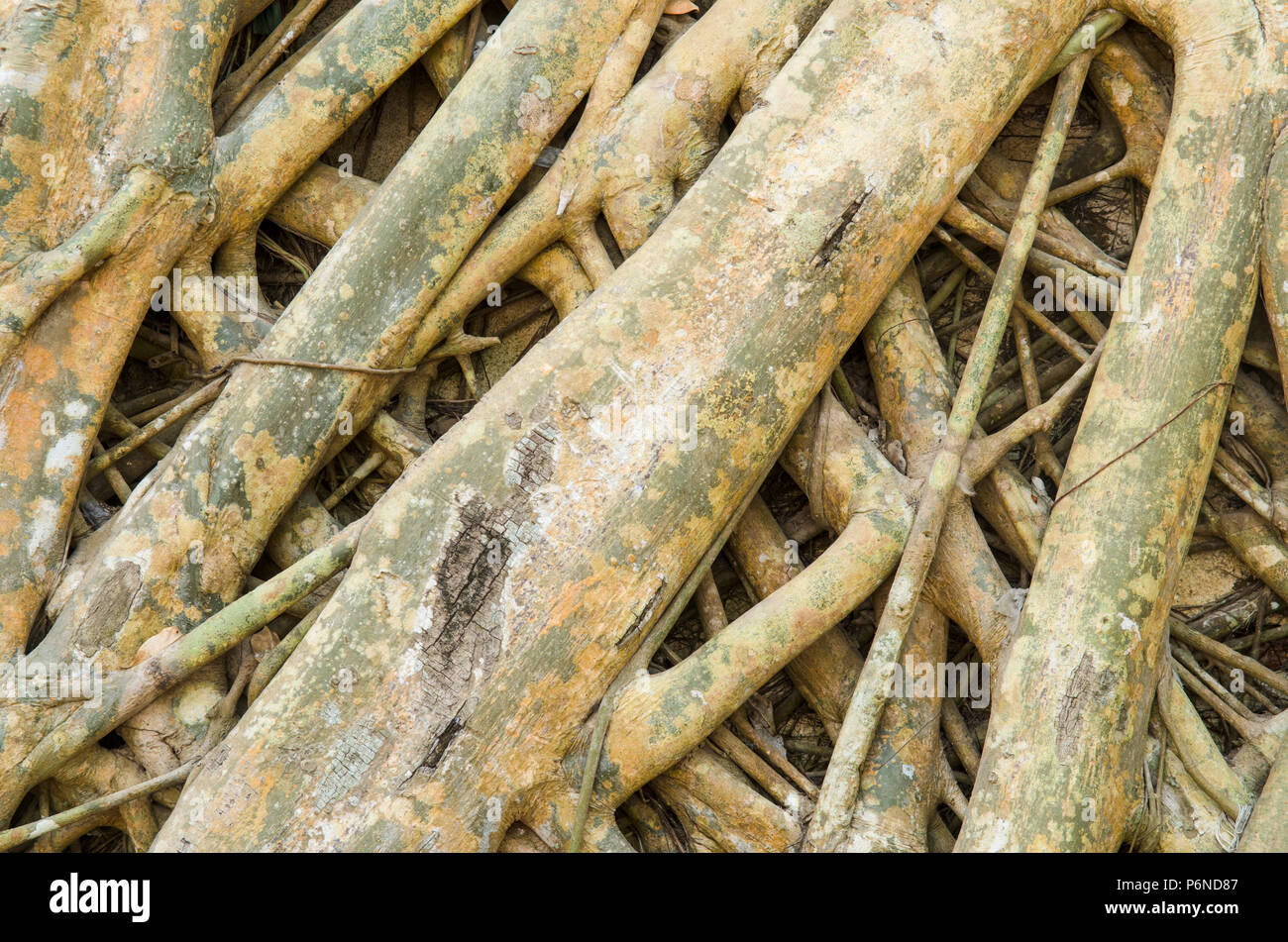 Whole Tree And Roots High Resolution Stock Photography and Images - Alamy
