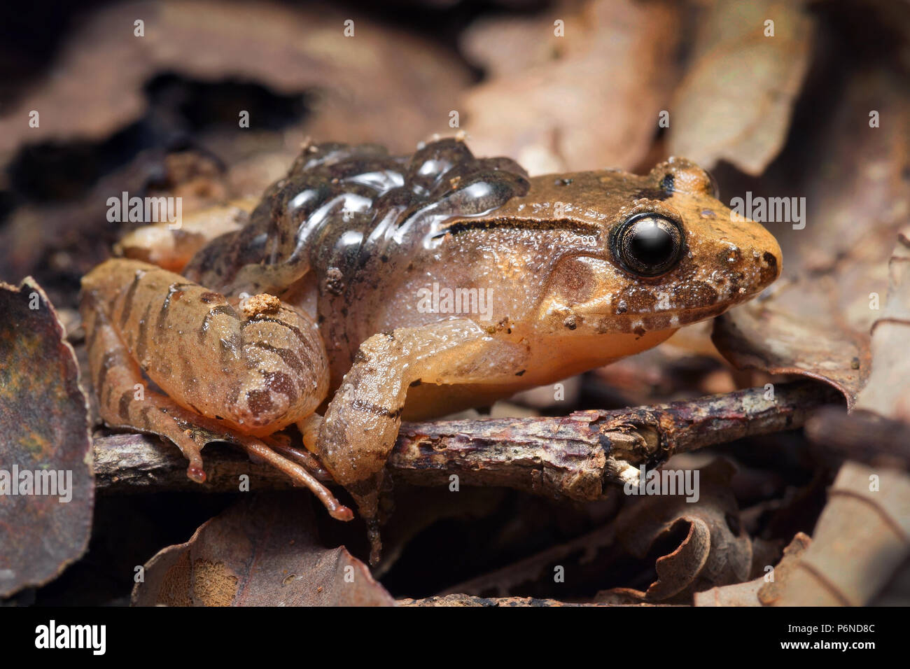 Smooth guardian frog hi-res stock photography and images - Alamy