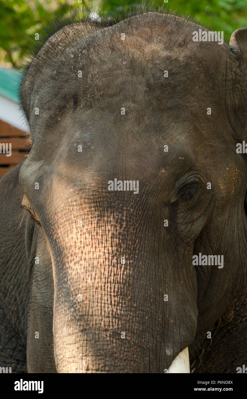 Angry elephant and asia hi-res stock photography and images - Alamy
