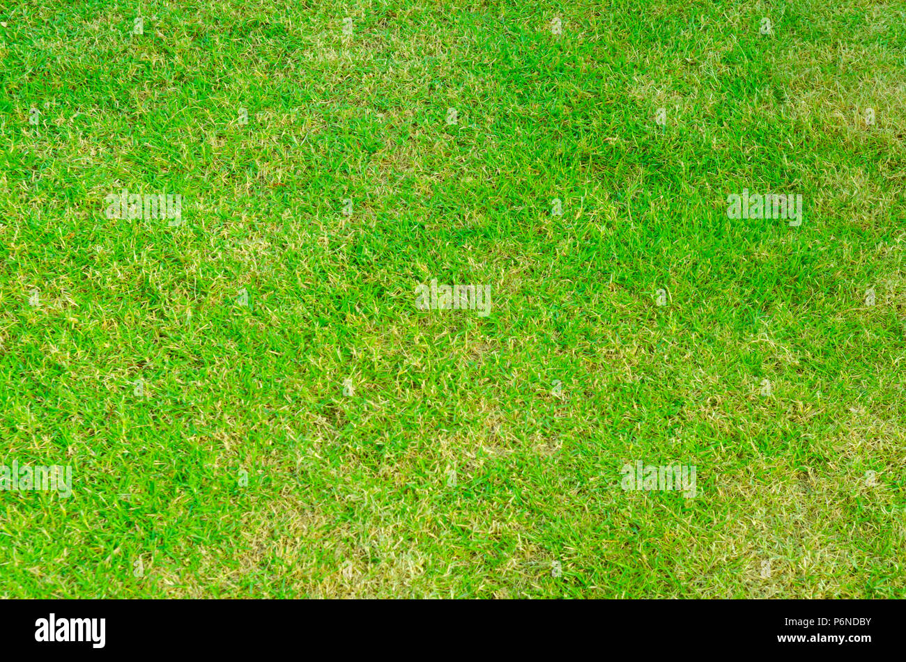 Artificial grass background Stock Photo - Alamy