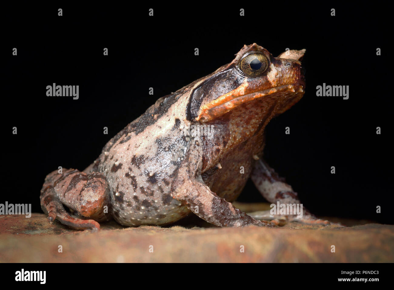 Megophrys baluensis hi-res stock photography and images - Alamy