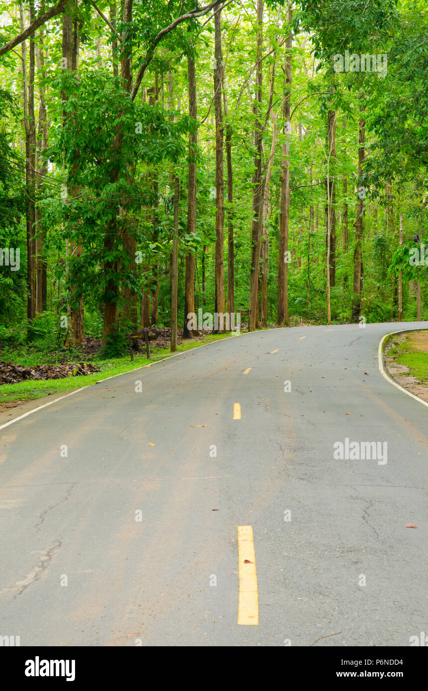 Road to the nature forest Stock Photo - Alamy