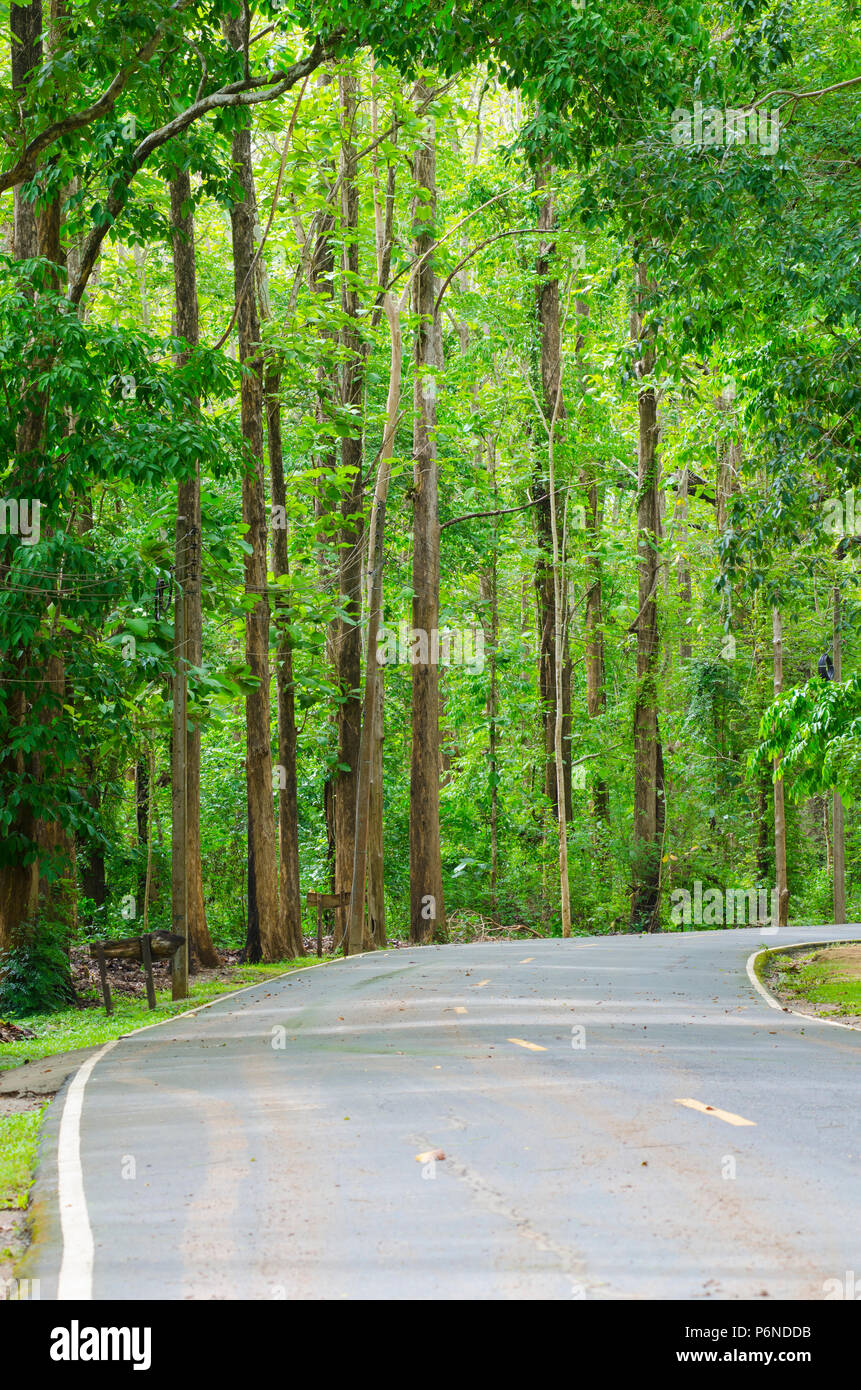 Road to the nature forest Stock Photo - Alamy