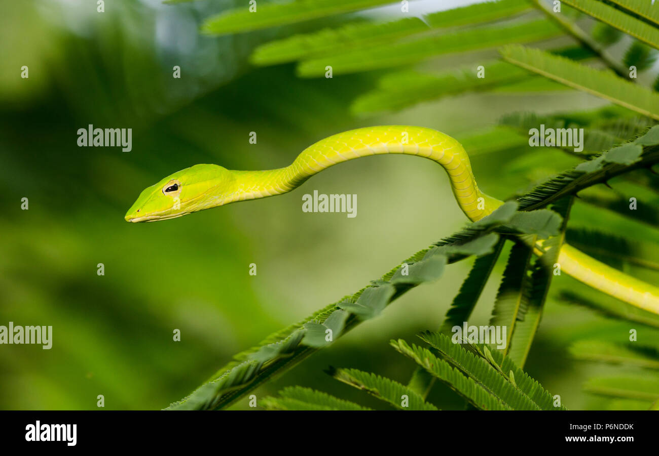 Green snake in rain forest, Thailand Stock Photo - Alamy