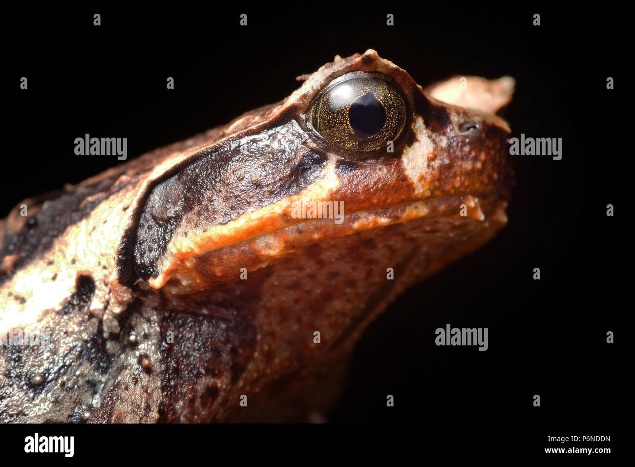 Kinabalu horned frog hi-res stock photography and images - Alamy