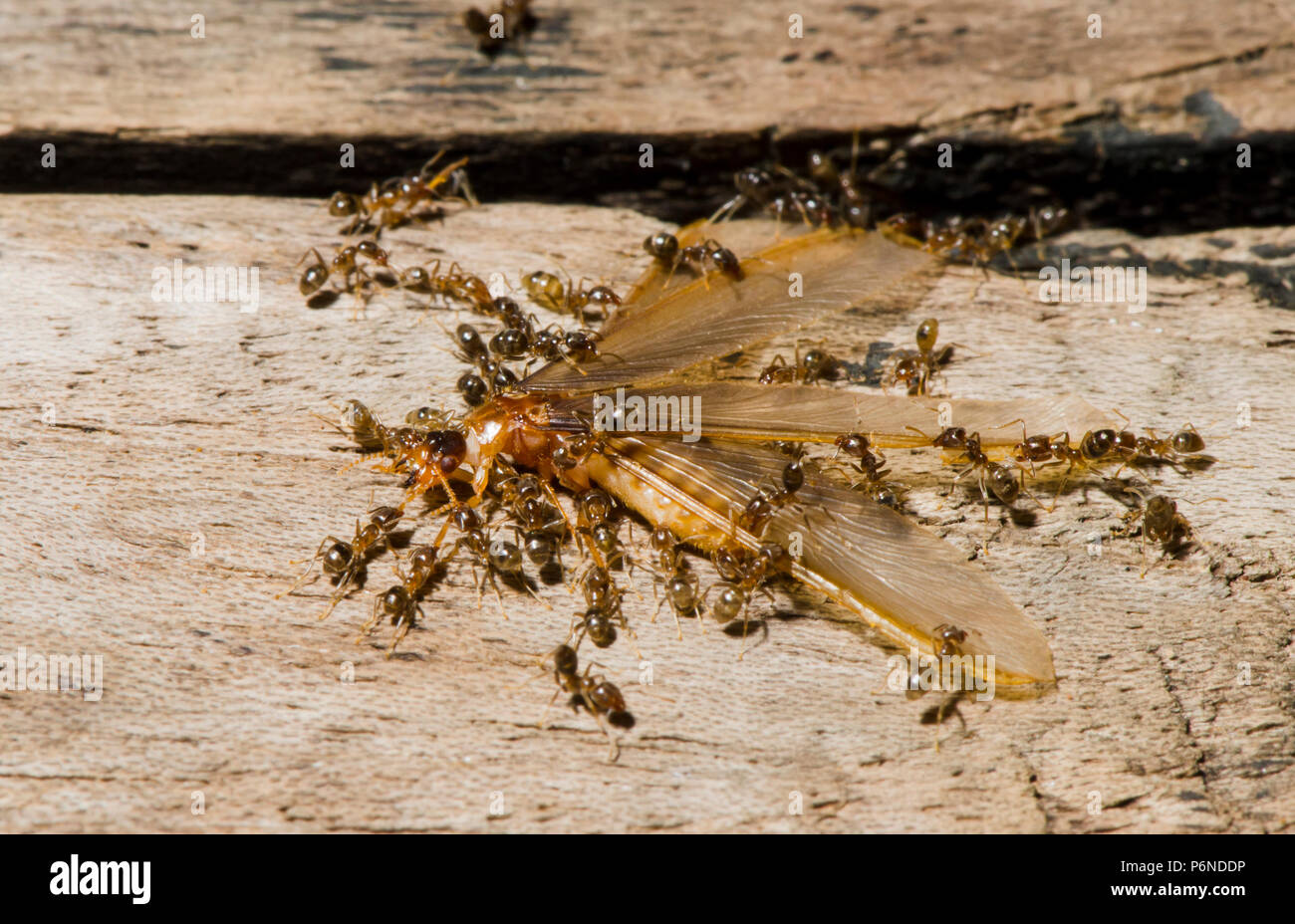 Ants Fighting Termites Stock Photo - Alamy