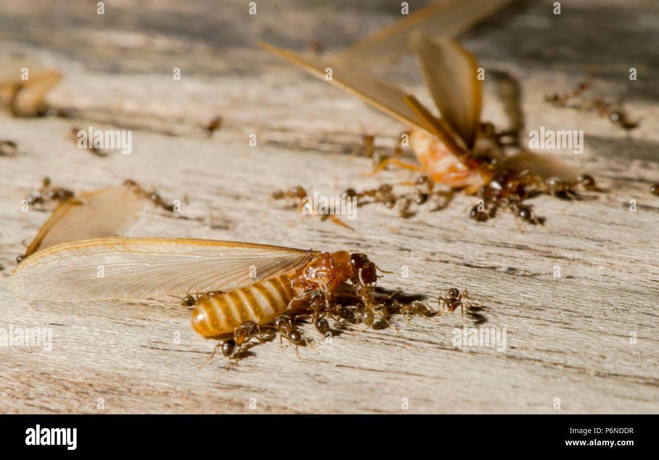 Ants Fighting Termites Stock Photo - Alamy