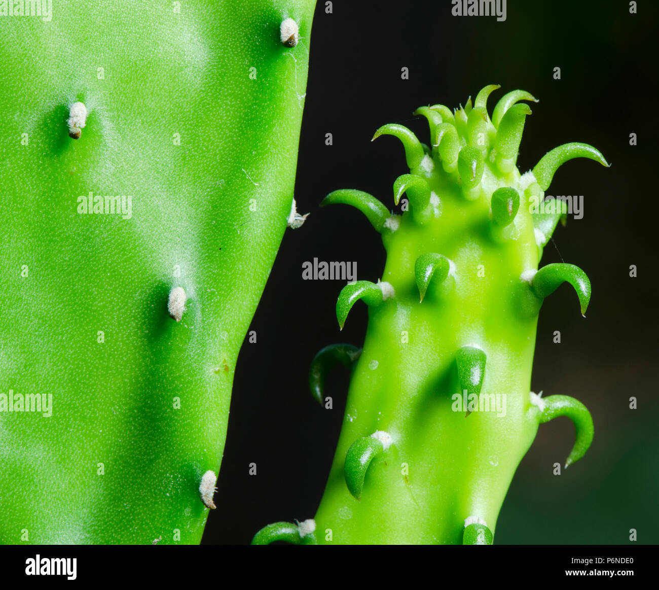 Enlarge Cactus germination, Macro shot close up Stock Photo - Alamy
