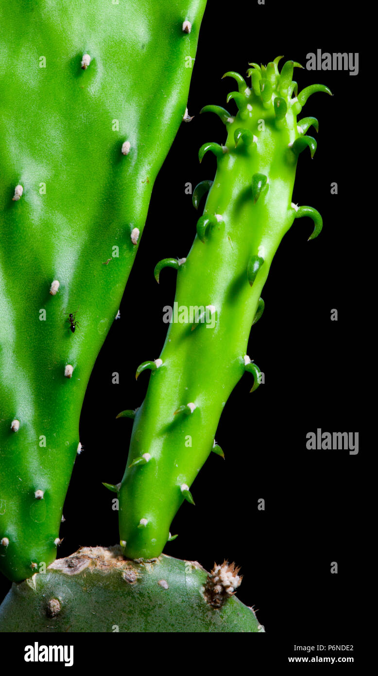Enlarge Cactus germination, Macro shot close up Stock Photo - Alamy