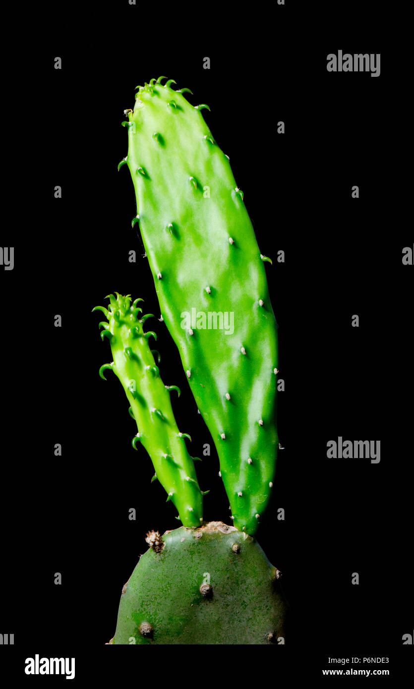 Enlarge Cactus germination, Macro shot close up Stock Photo - Alamy