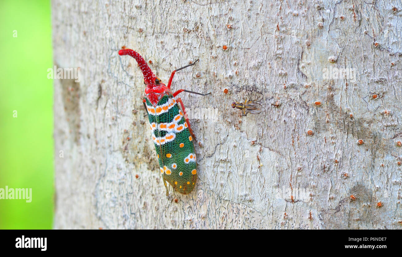 Pyrops candelaria hi-res stock photography and images - Alamy