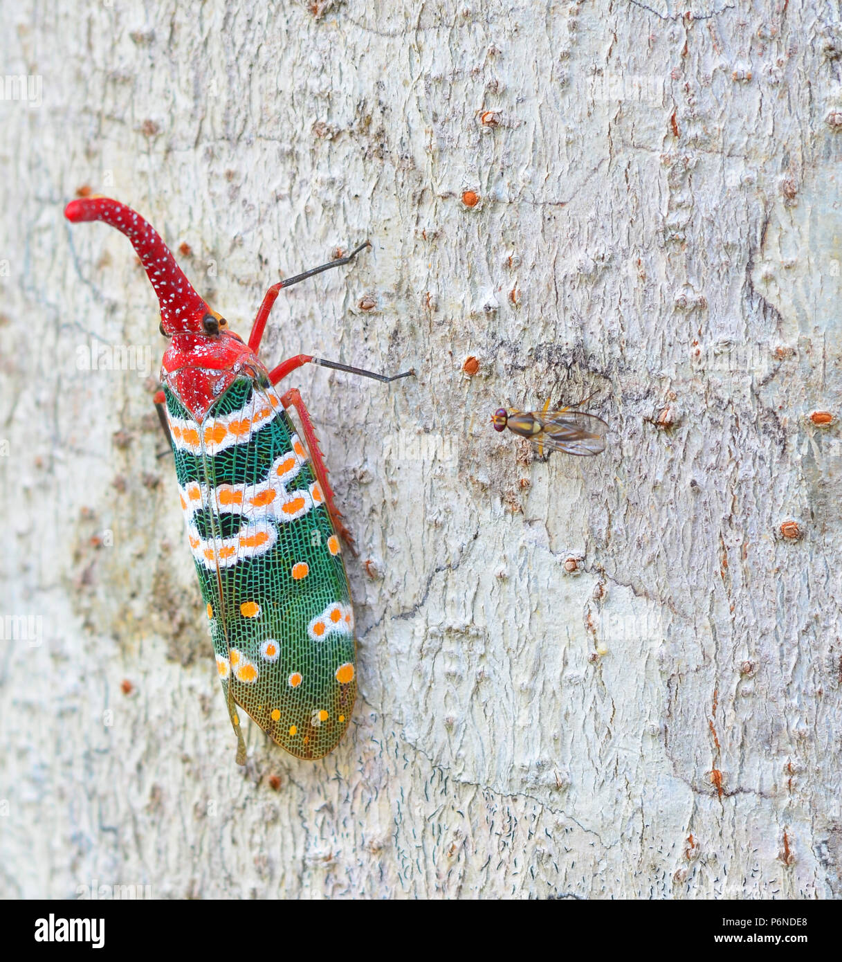 Lychee bug hi-res stock photography and images - Alamy