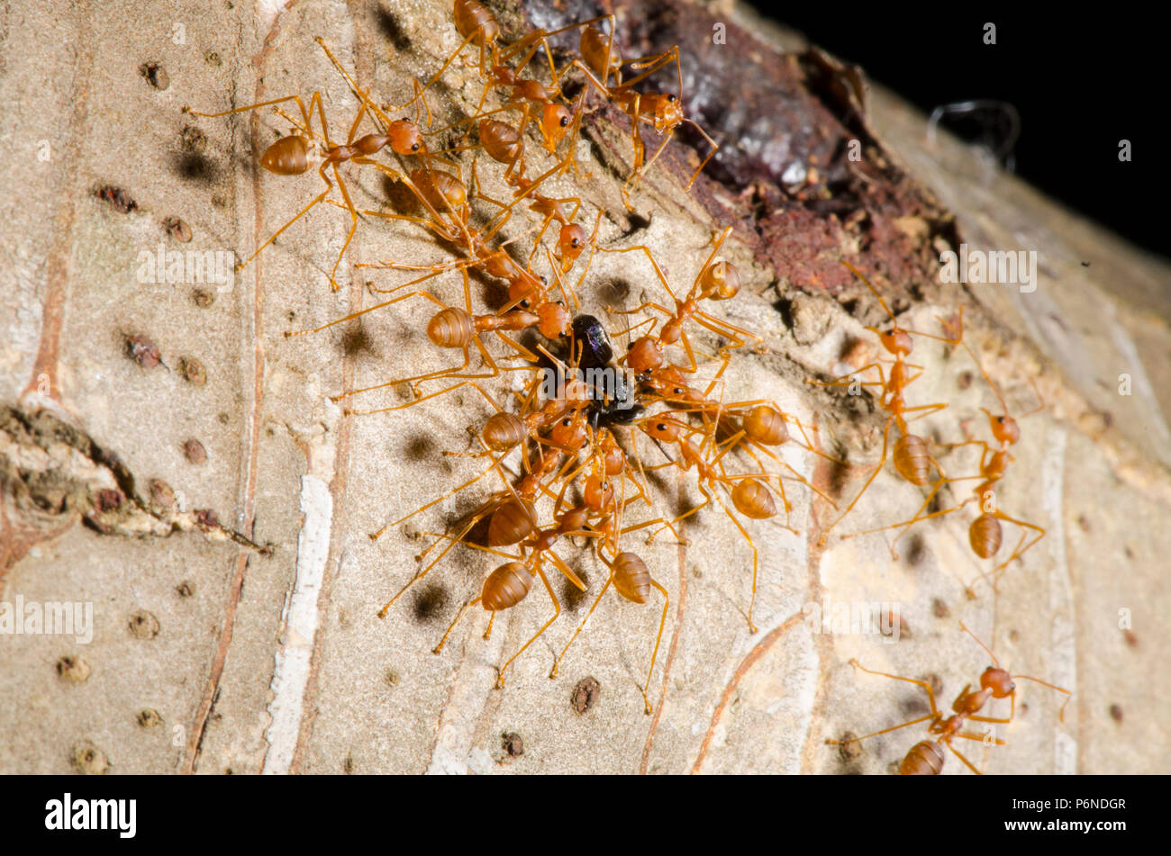 Red ant are fighting with black ant Stock Photo - Alamy
