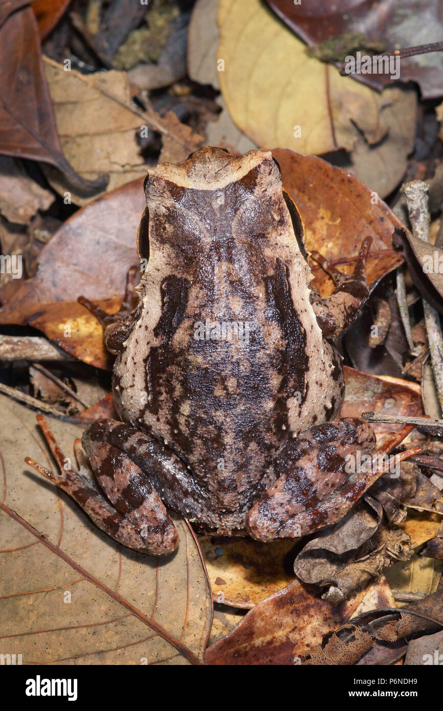 Kinabalu horned frog Megophrys baluensis Stock Photo - Alamy