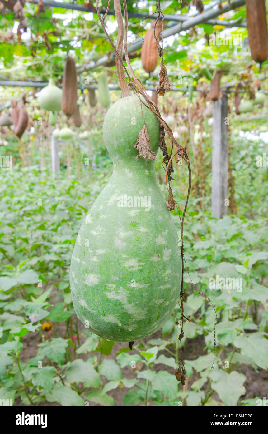 Calabash shaped bottle hi-res stock photography and images - Alamy