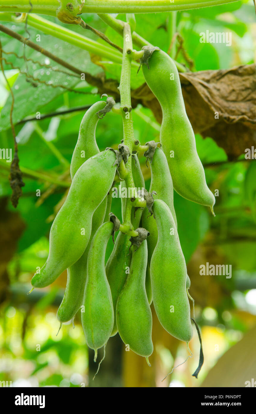 field beans soybeans in early autumn Stock Photo - Alamy