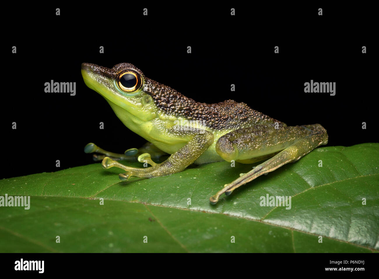 Black-spotted rock skipper Staurois guttatus Stock Photo - Alamy