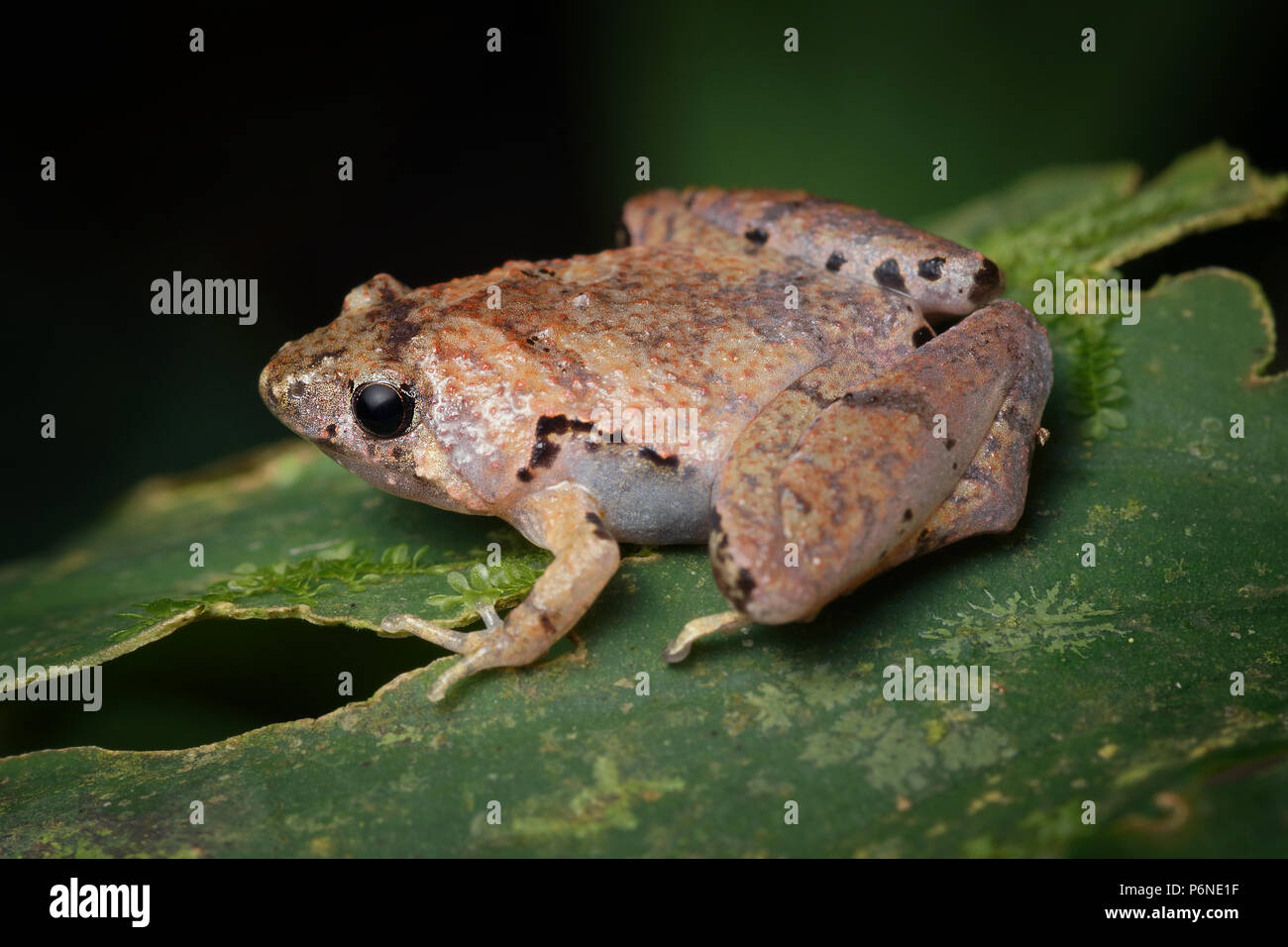 Borneo narrow-mouth frog Microhyla borneensis Stock Photo - Alamy