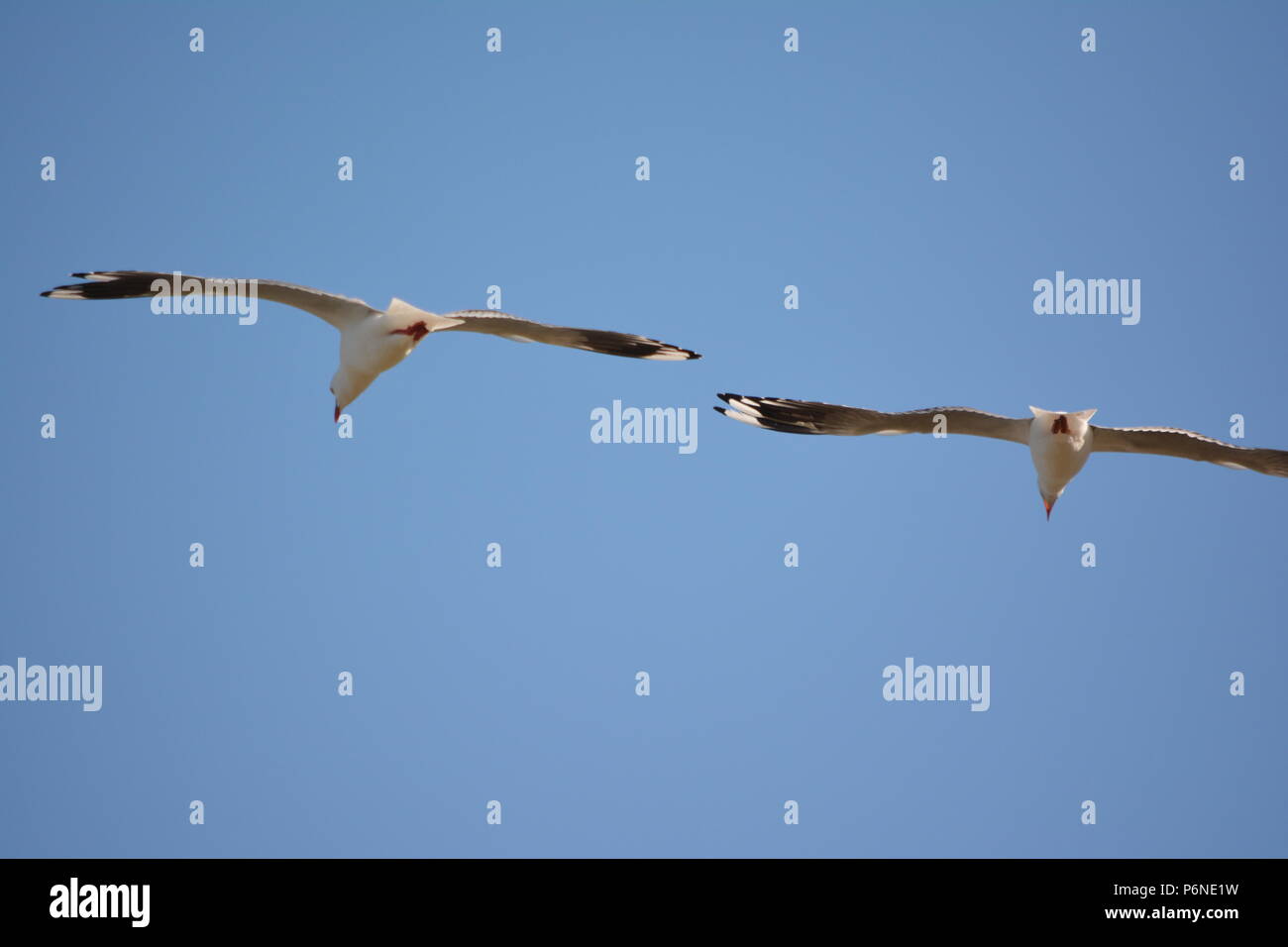 Spread your wings. Two seagulls flying overhead, birds on blue sky ...
