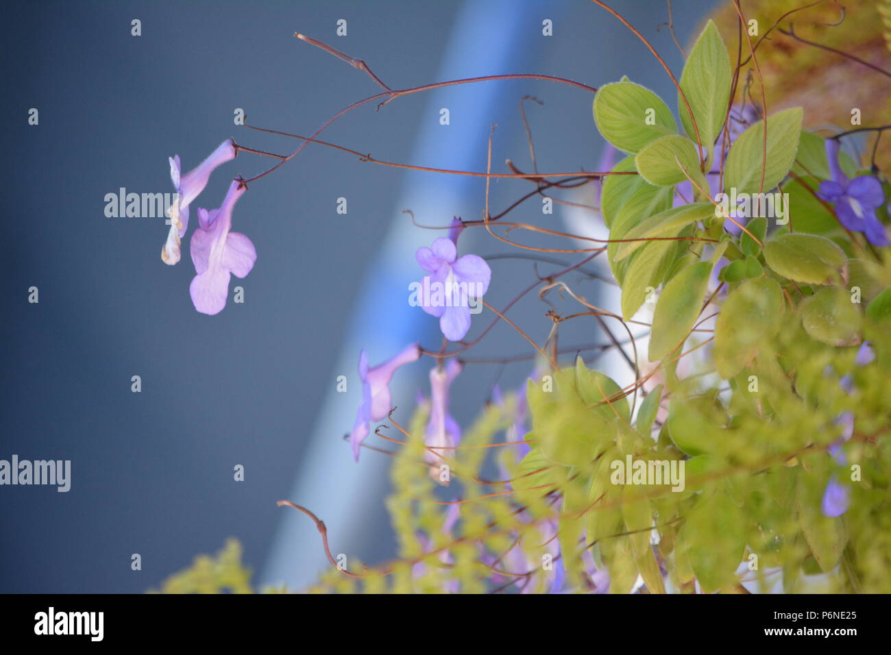 Australian Violets High Resolution Stock Photography and Images - Alamy
