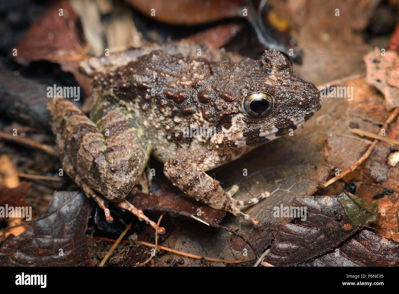 Rough frog High Resolution Stock Photography and Images - Alamy