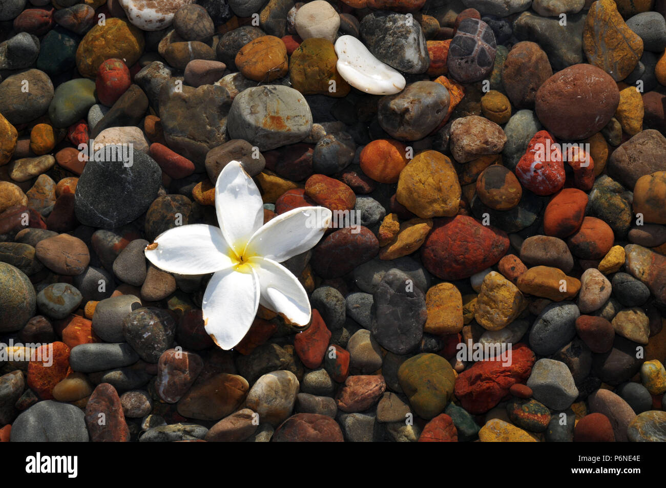 Pebbles flower hi-res stock photography and images - Alamy
